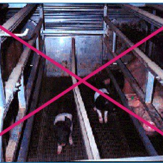 Gestation Stalls - Certified Humane