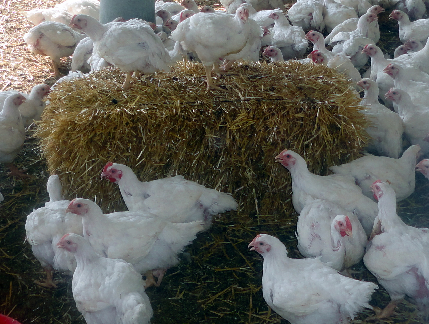 Lone Pine Colony (L.P. Farm Fresh Chicken) - Certified Humane