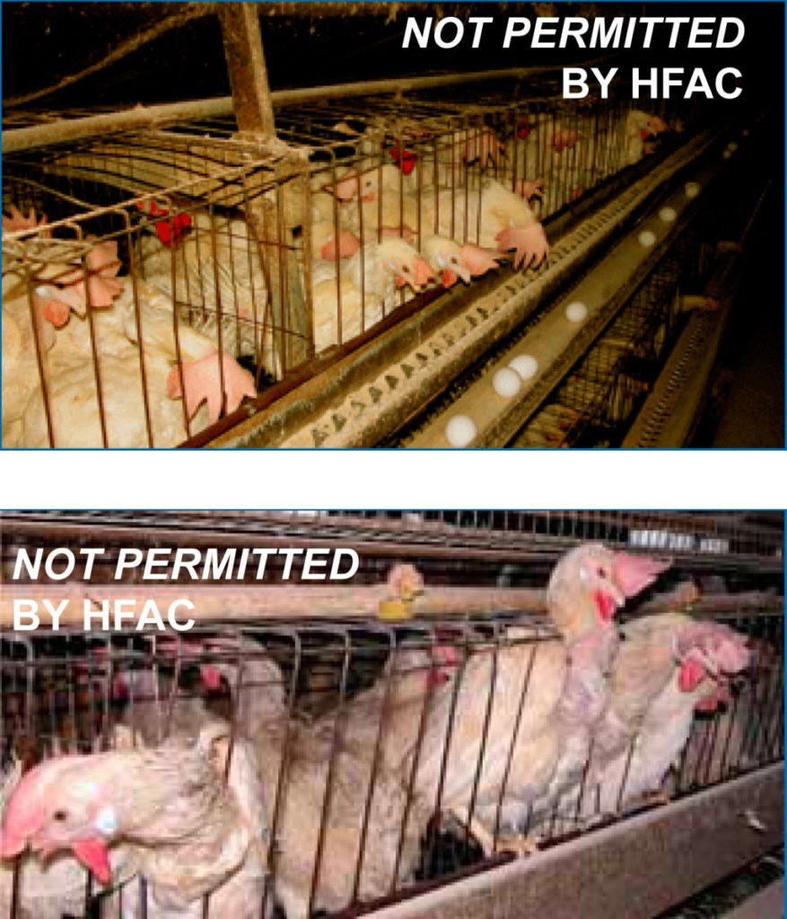 Cage-Free - Certified Humane