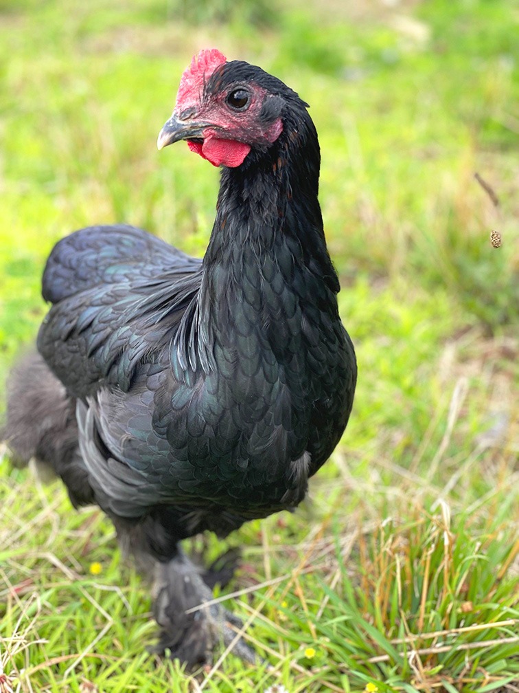 Blog - Certified Humane