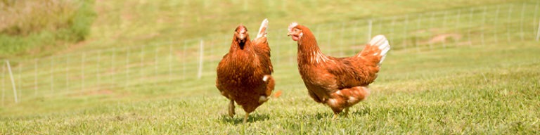 Frequently Asked Questions - Certified Humane