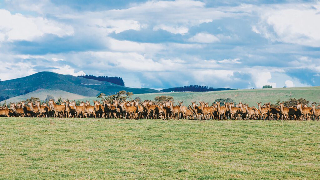 Certified Humane - A Project of Humane Farm Animal Care