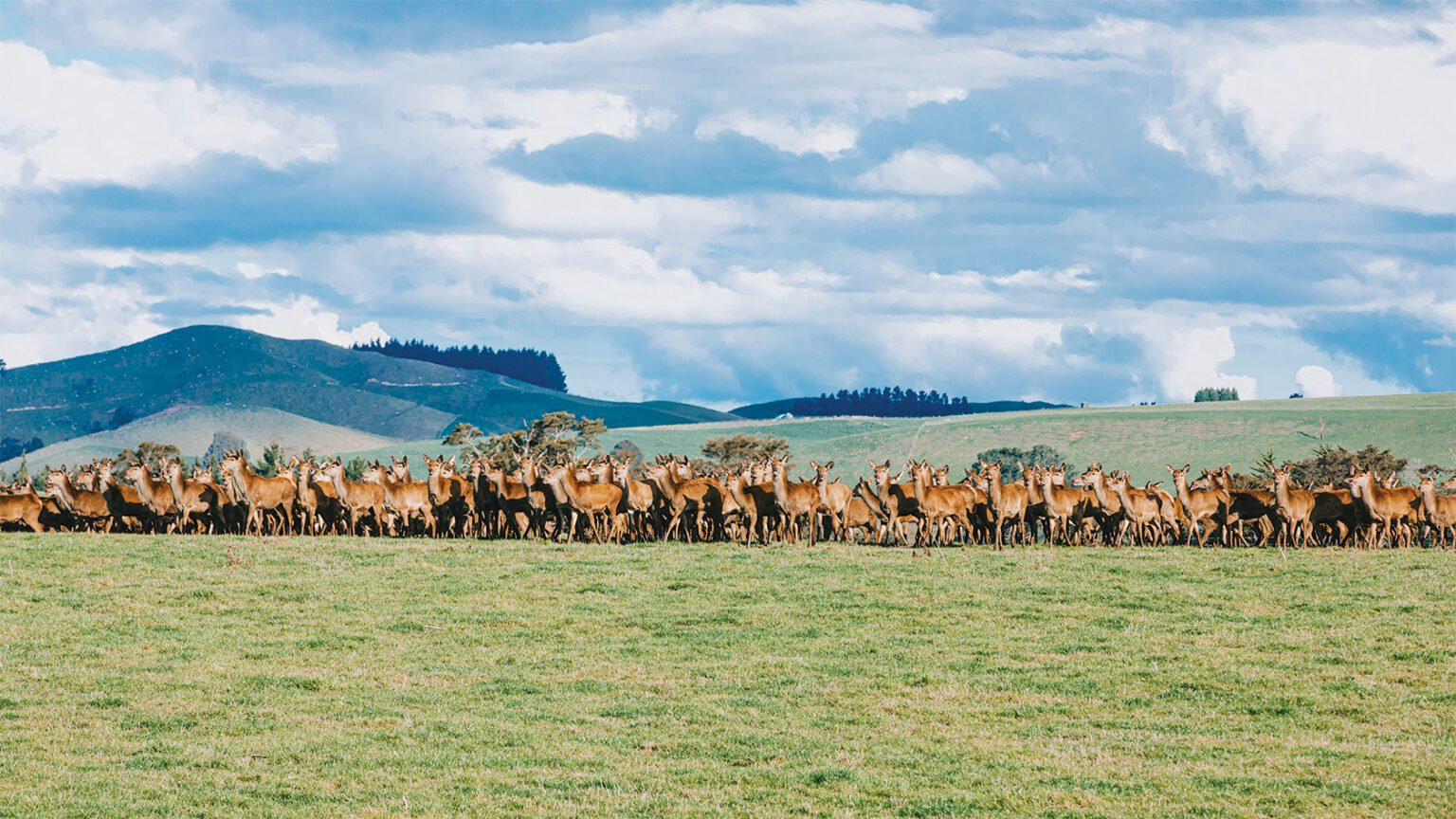 Certified Humane - A Project of Humane Farm Animal Care