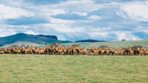 Certified Humane - A Project of Humane Farm Animal Care