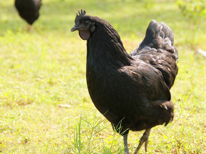 The Happy Hens Farm - India - Certified Humane