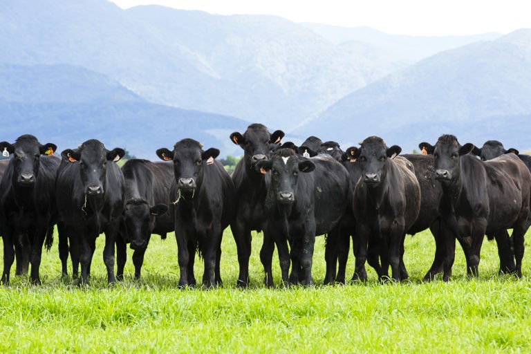 Certified Humane - A Project of Humane Farm Animal Care