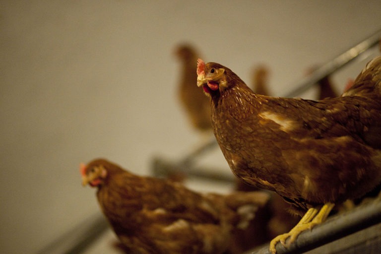 Oakdell Egg Farms - Certified Humane