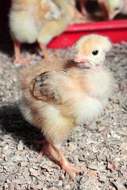 Toh Thye San Farm in Singapore, Certified Humane® Chicken Products ...