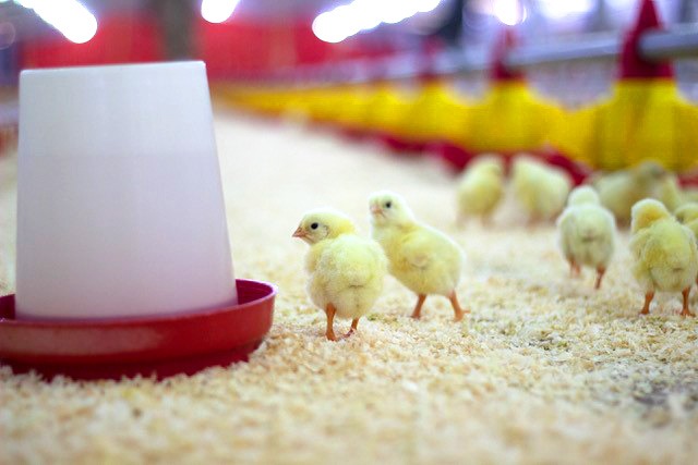Tamam Poultry, Jordan - Certified Humane