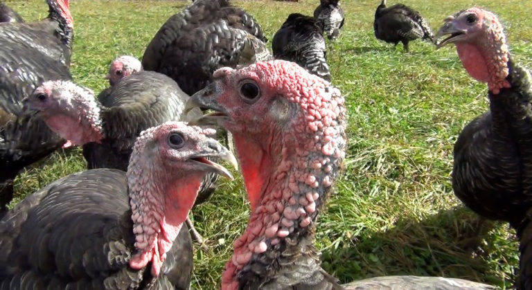 What makes a turkey a Certified Humane® turkey? - Certified Humane