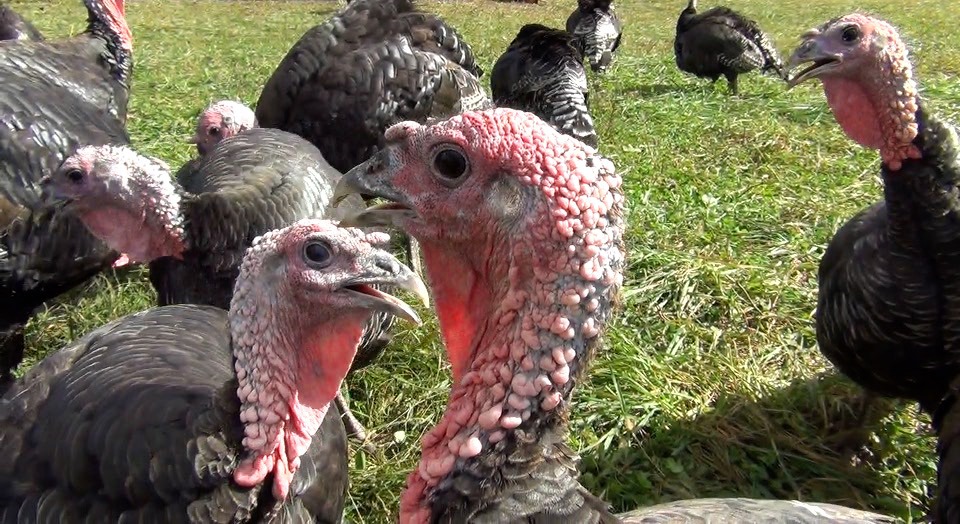 What makes a turkey a Certified Humane® turkey? - Certified Humane