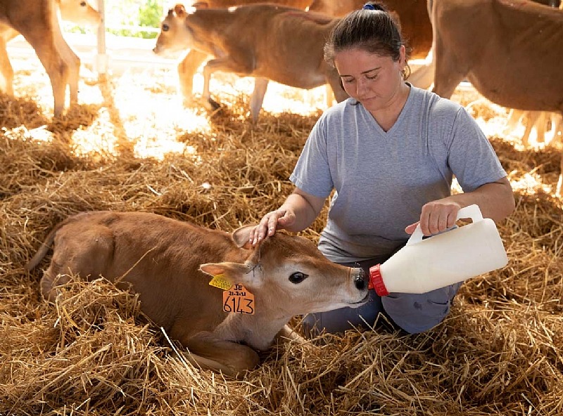 AlaSüt Milk & Yoghurt - First Certified Humane® Farm in Turkey