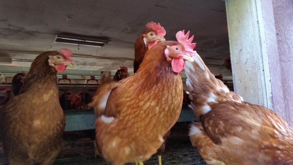 The Country Hen - Certified Humane